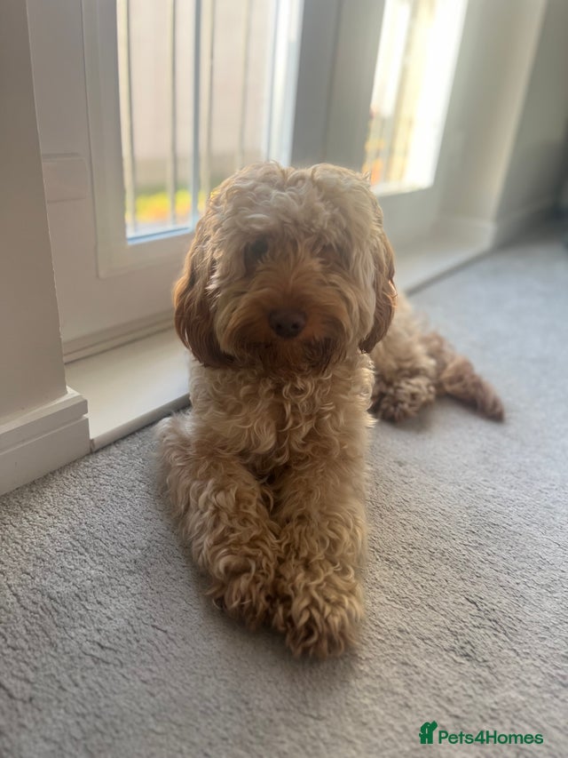 Cockapoo for rehome for sale in Broxburn | Pets4Homes