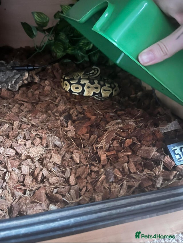 Female normal morph ball python for sale in Brierley Hill | Pets4Homes