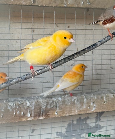 Canaries birds for sale | Pets4Homes