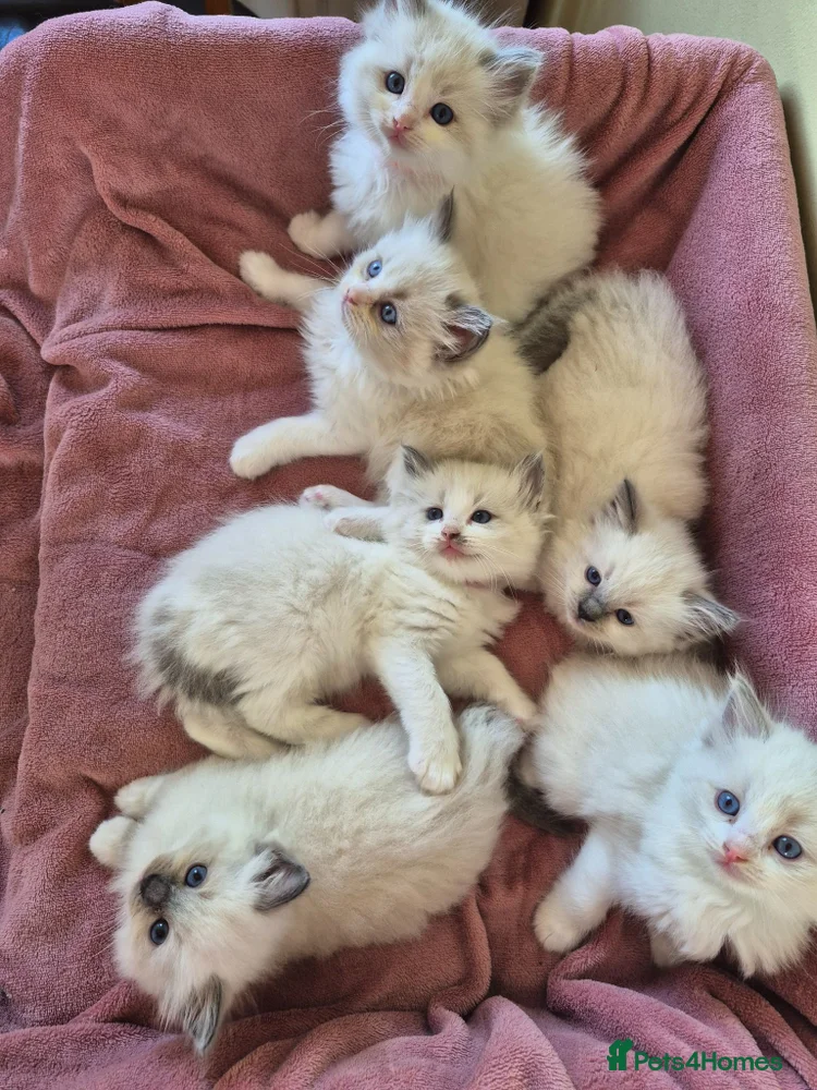 Ragdoll kittens GCCF regsitered for sale in Norwich | Pets4Homes