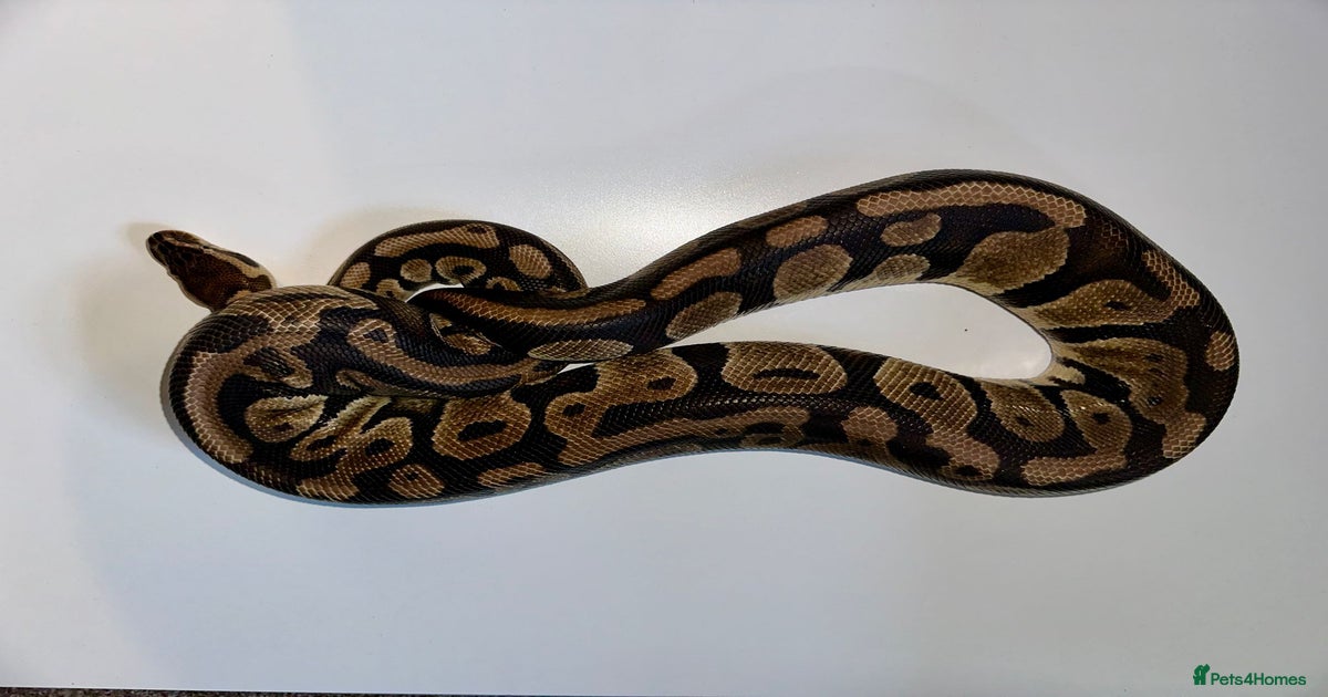 Yellow Belly Female Royal Python for sale in Coalville | Pets4Homes