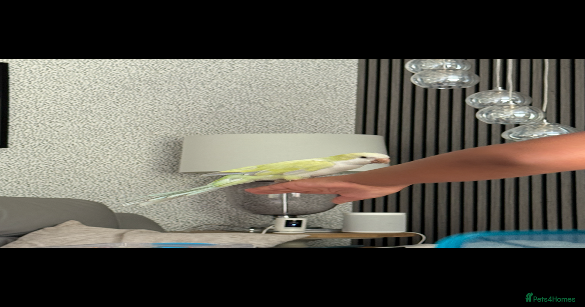 Quaker parrot for sale in Stockton-on-Tees | Pets4Homes