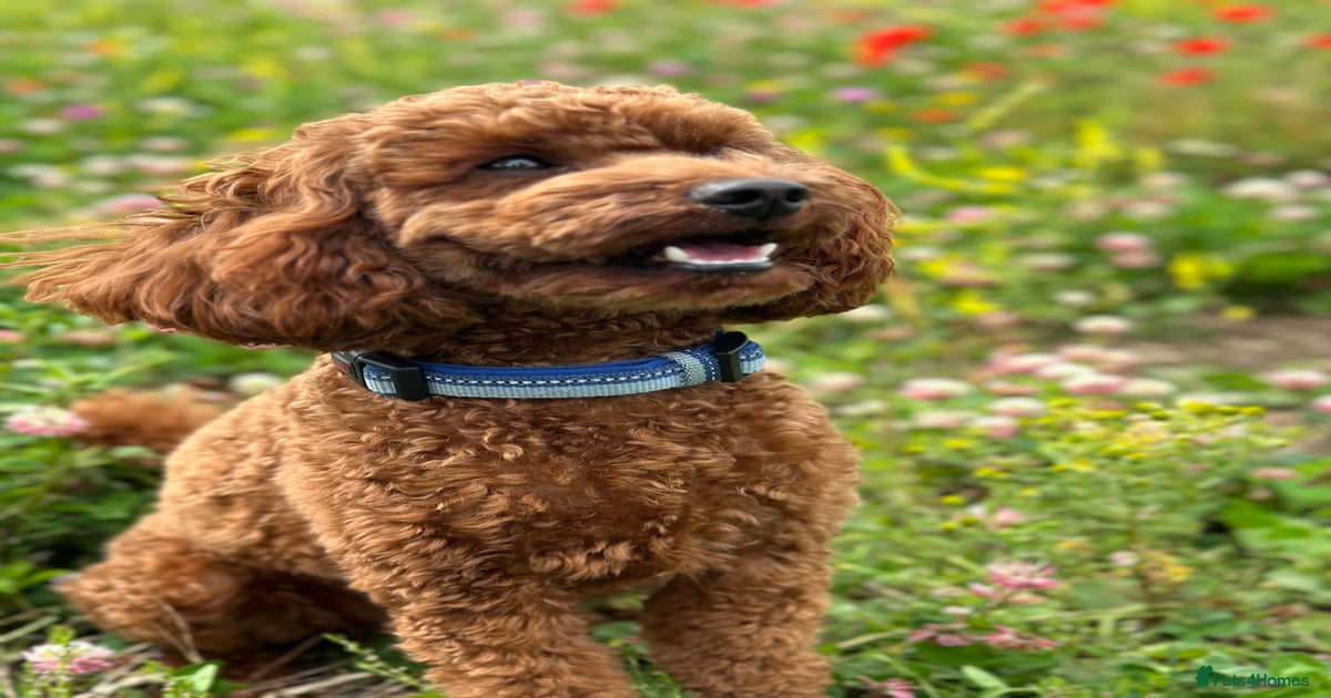 Deep red KC reg miniature poodle stud for stud in Tonbridge | Pets4Homes