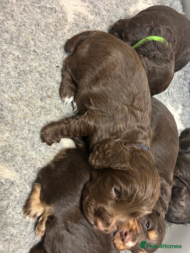 KC REG Cocker spaniel puppies for sale in Solihull | Pets4Homes
