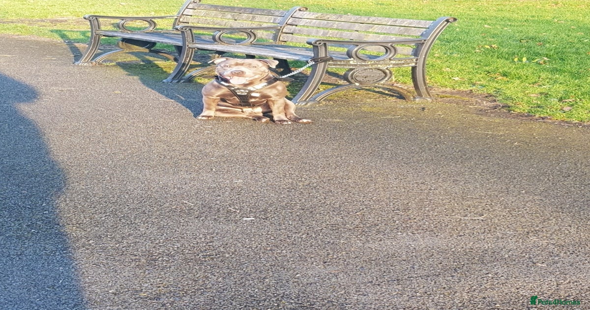 Staffordshire bull terrier for stud in Rugby | Pets4Homes