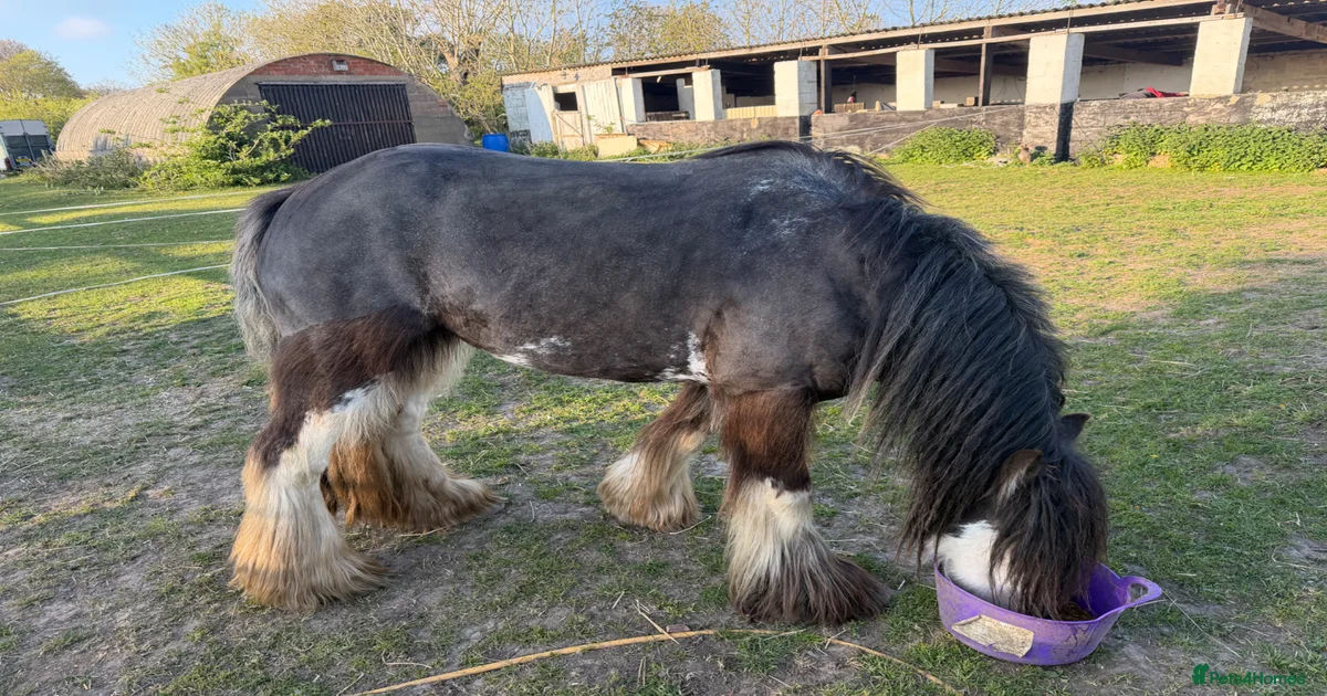 Horses for sale in Norfolk | Pets4Homes