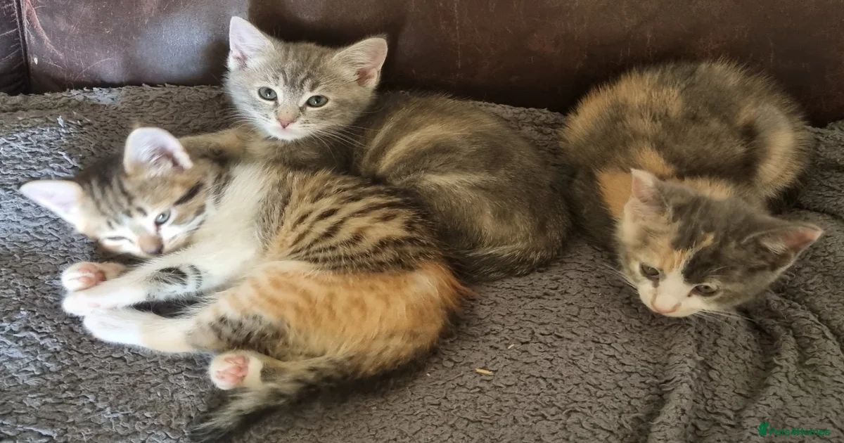 Kittens for sale in Exeter, Devon | Pets4Homes