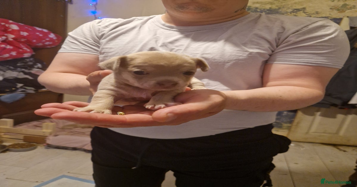 2 beautiful boy chiwawas for sale for sale in Gloucester | Pets4Homes
