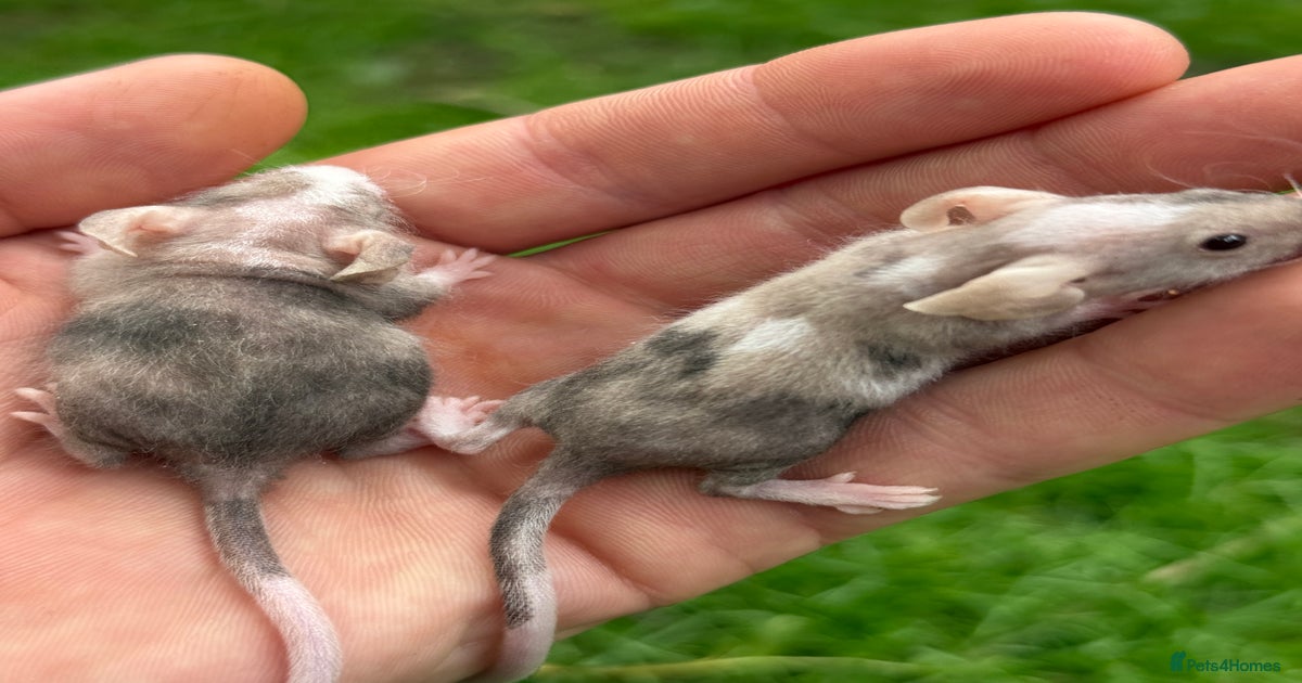 Mixed mice available for sale in Manchester | Pets4Homes