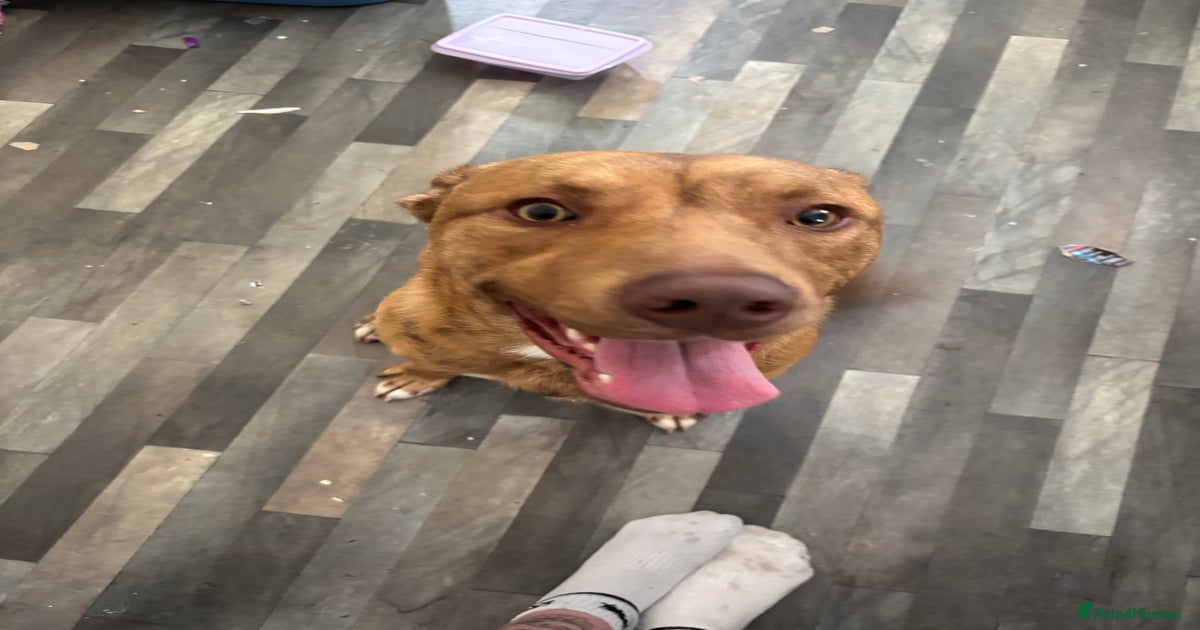 Staffy X border collie for sale in Leigh | Pets4Homes