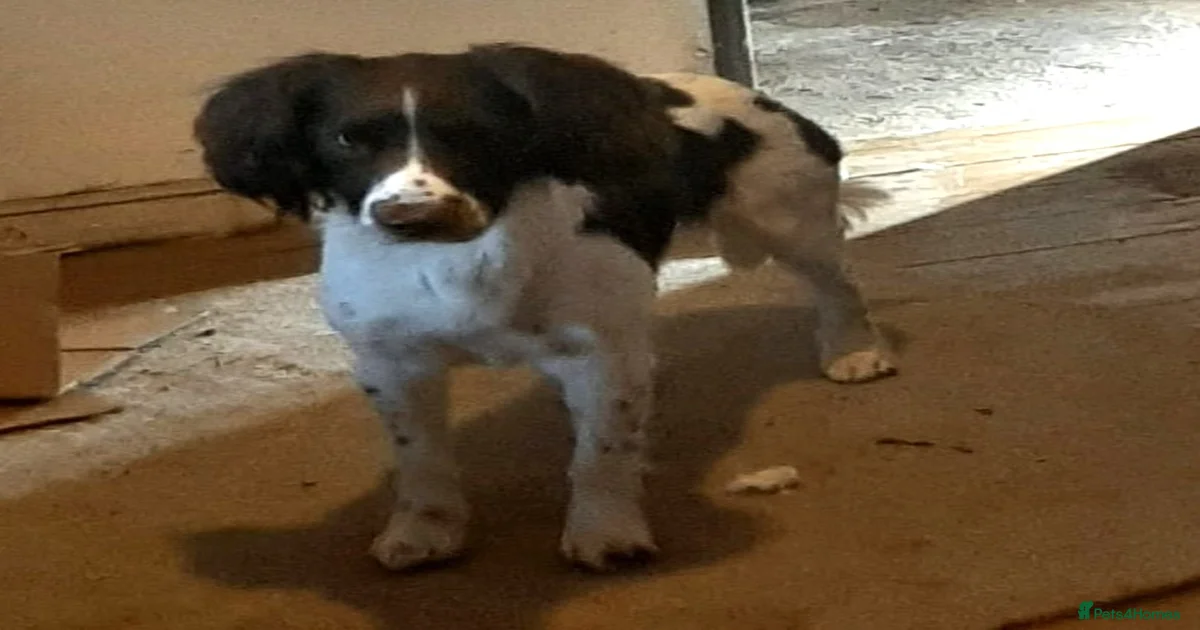 Sprollie Dogs for adoption | Pets4Homes