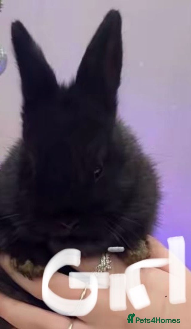 Pure Bred Netherland Dwarf Baby Rabbits for sale in Norwich | Pets4Homes