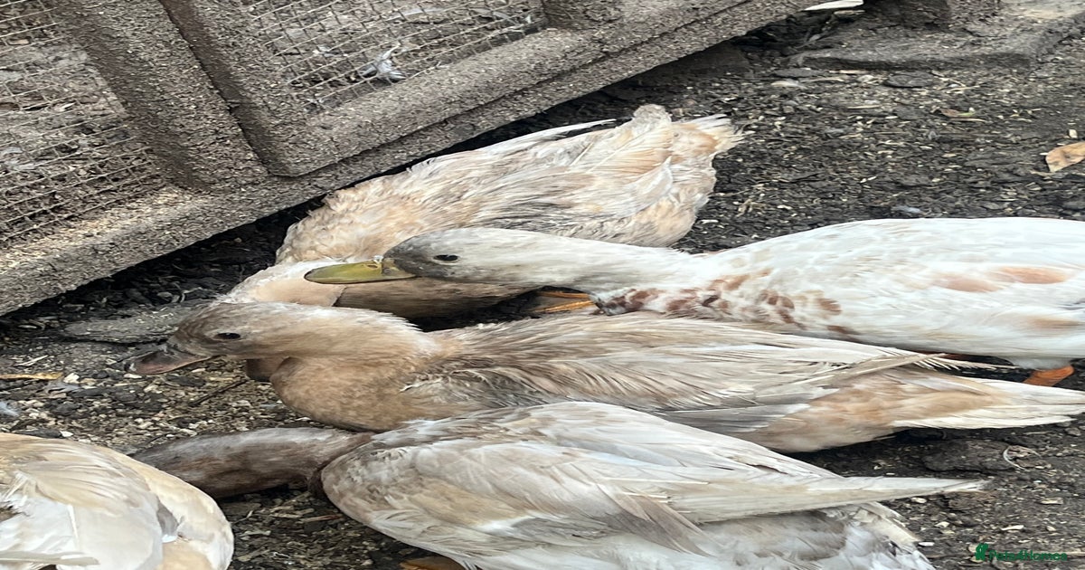 Pairs of Apricot Call Ducks for sale in Bolton for sale in | Pets4Homes