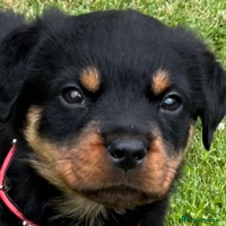 Rottweiler breeders | Pets4Homes
