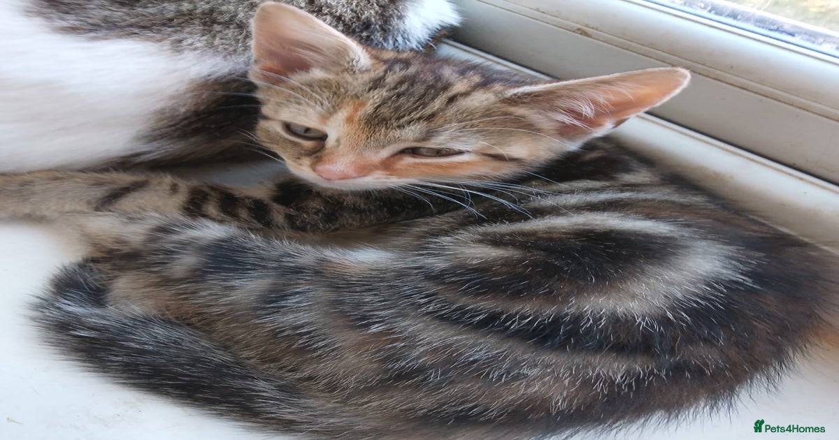 Kittens for sale in Blackpool | Pets4Homes