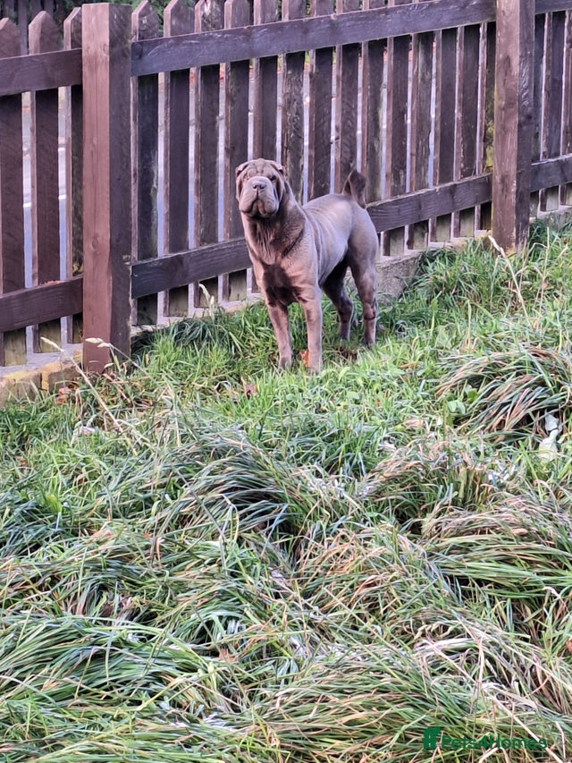 5 year old female shar pei for sale in Ashton-under-Lyne | Pets4Homes