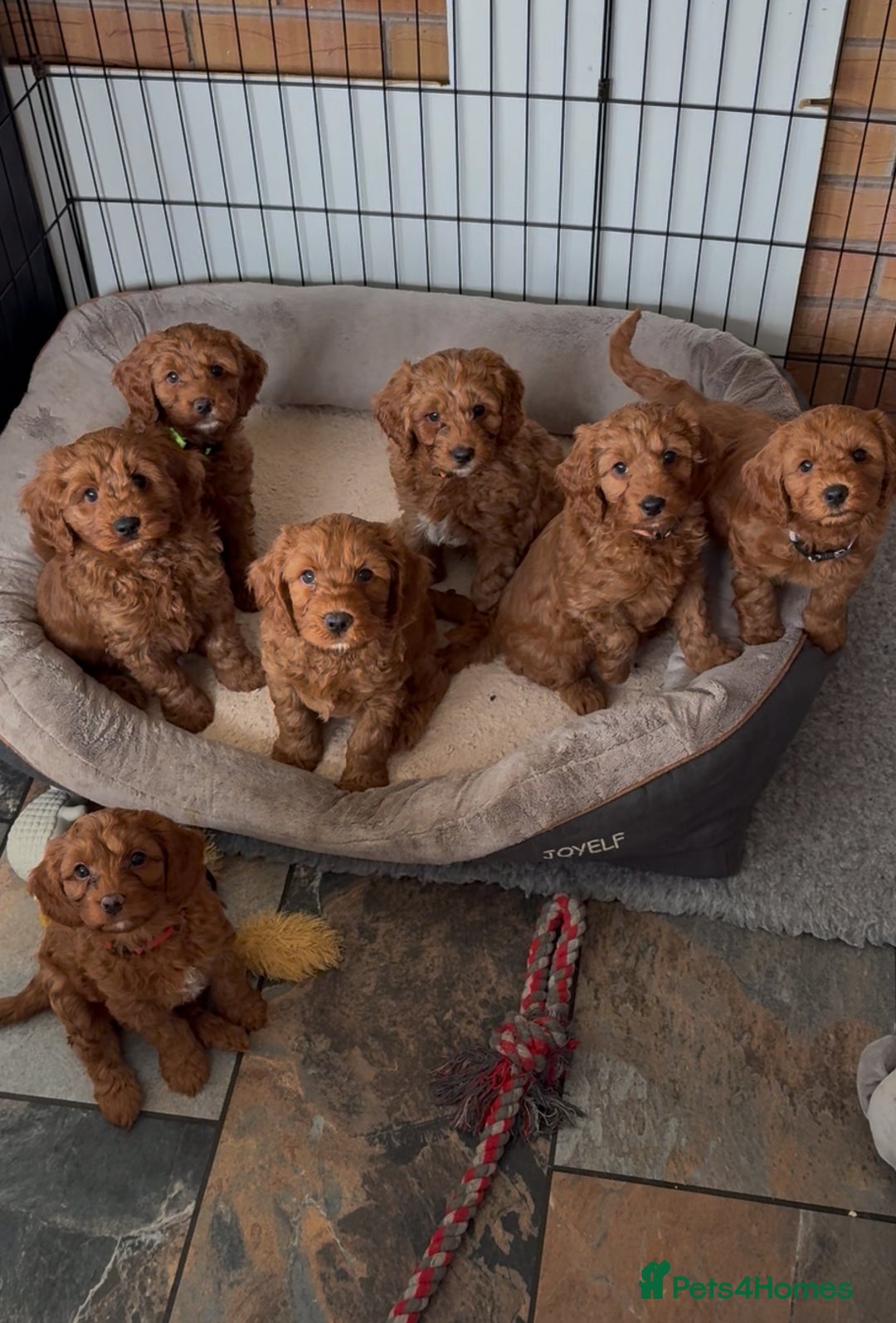 New Cavapoochon puppies for sale | Pets4Homes