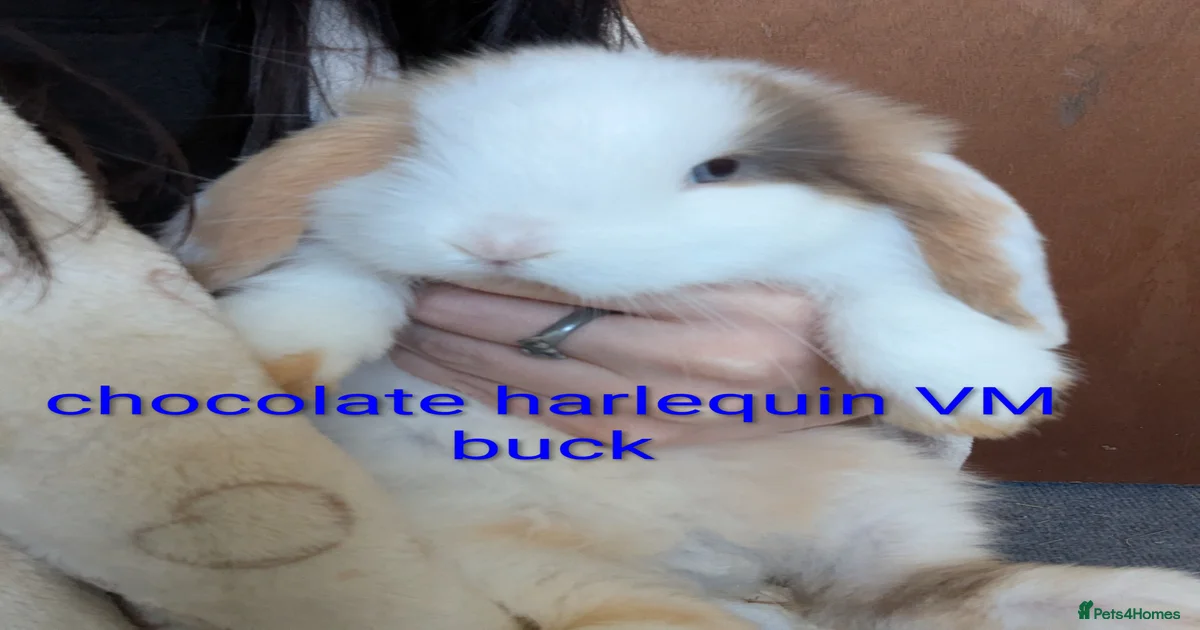 Rabbits for sale | Pets4Homes