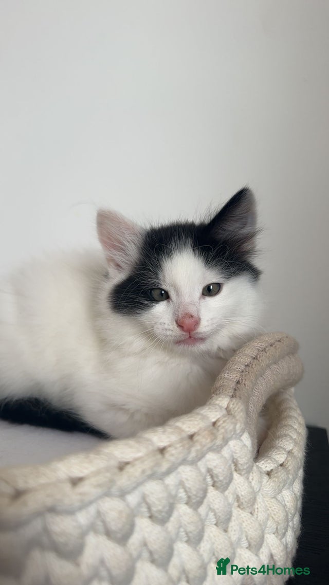 Part Maine Coon black and white fluffy male cat for sale in Northampton ...