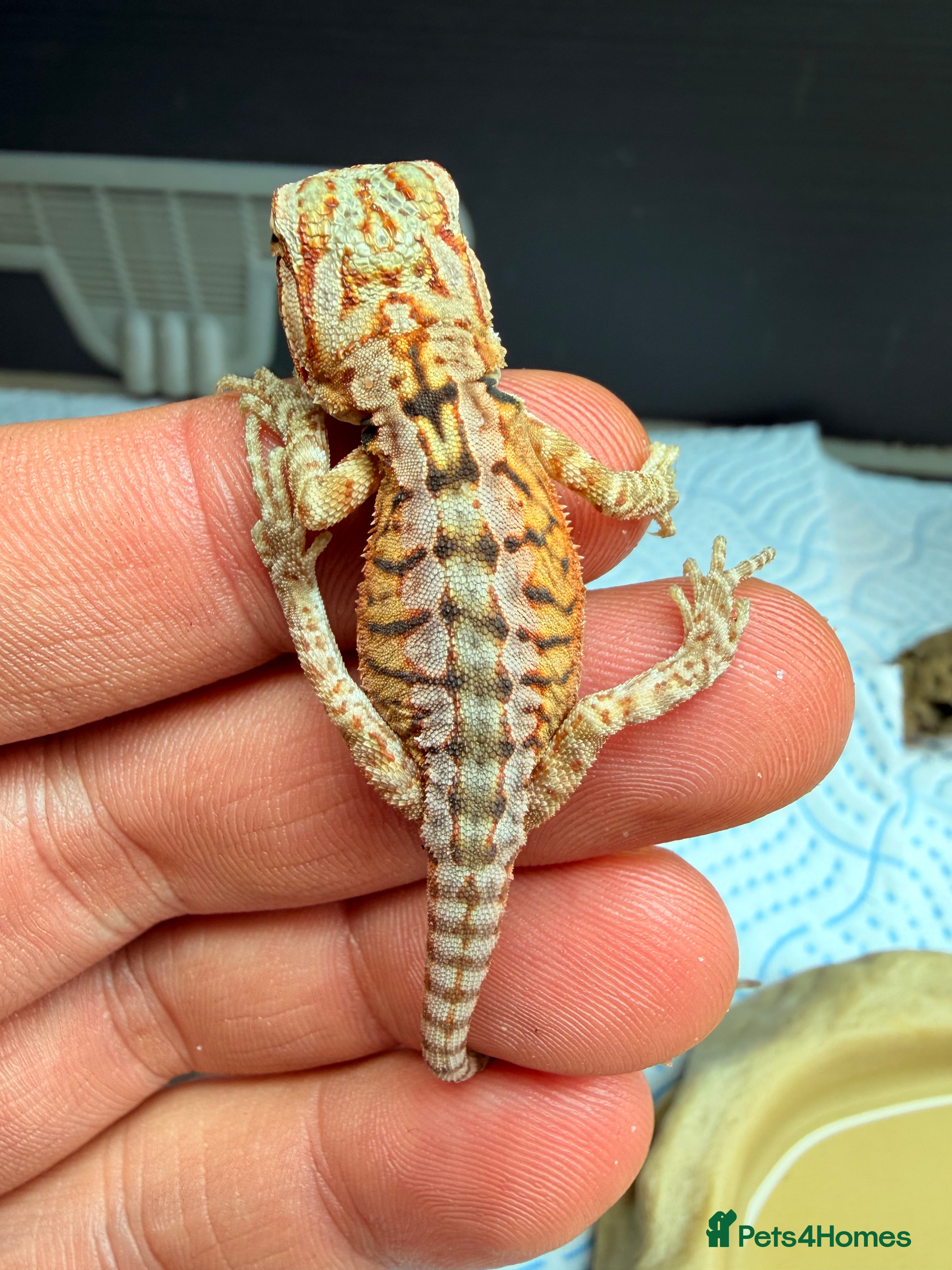 Red Monster x Lemon Baby Bearded Dragons for sale in Llandudno | Pets4Homes