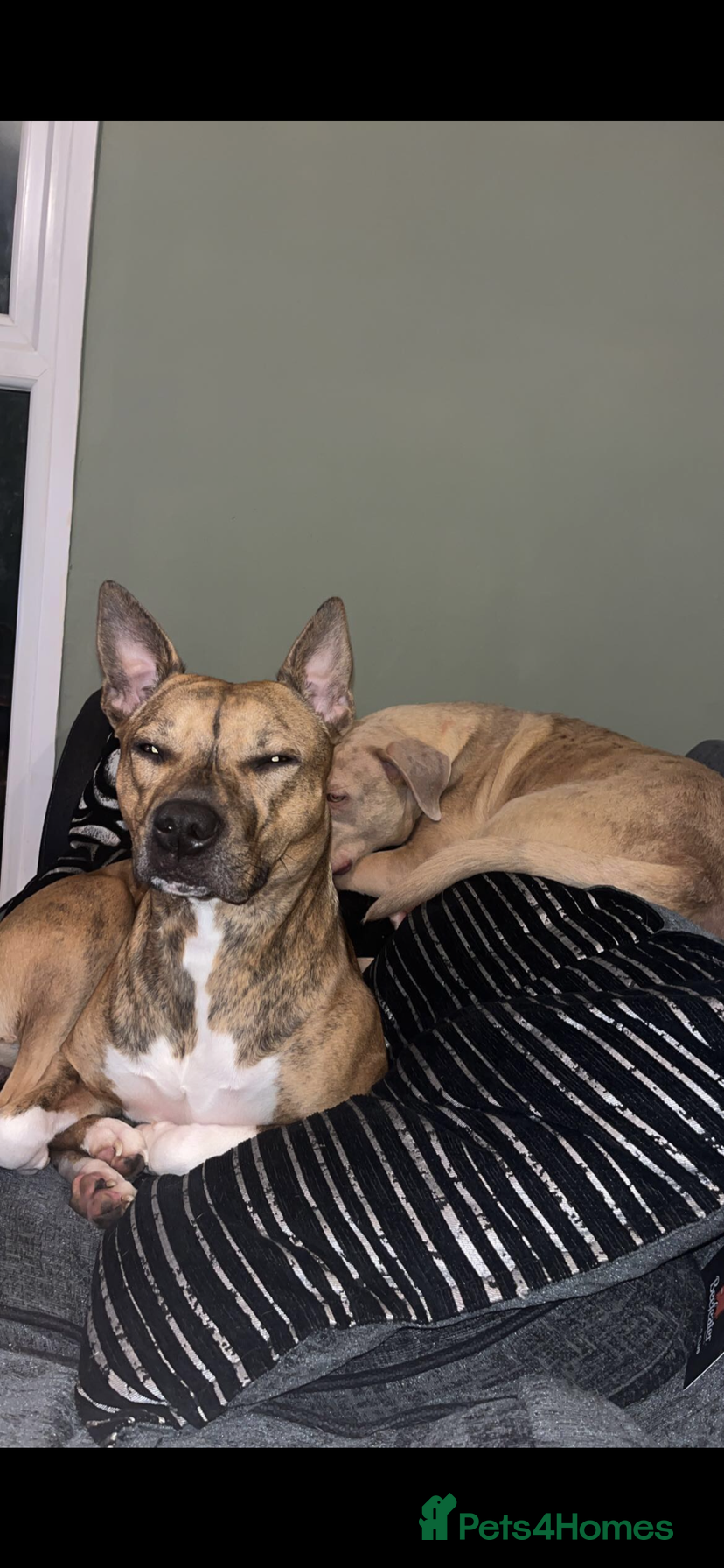 Trxie for sale in Peterborough | Pets4Homes