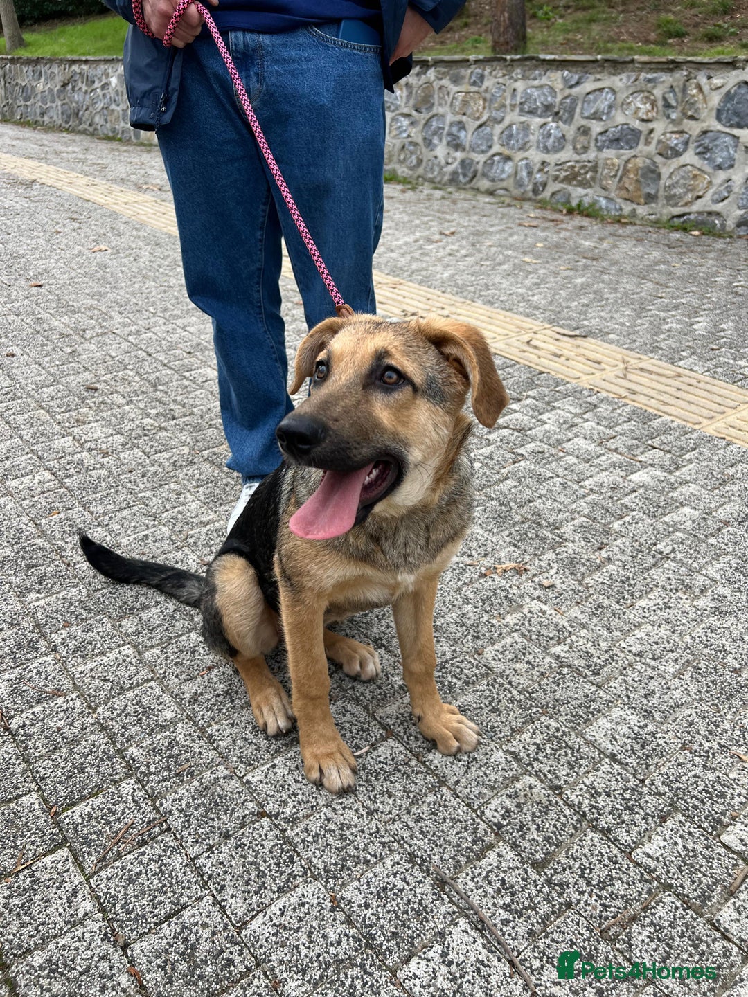 6.5-Month-Old Anatolian Shepherd Mix Ready For You for adoption in ...