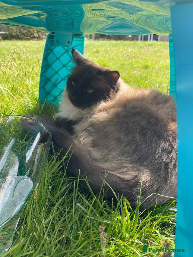 Ragdoll & forest/persian cats for rehoming for sale in St Albans ...