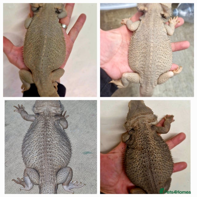 Bearded Dragon Morphs (p.vitticeps/barbata) for sale in Market Rasen | Pets4Homes