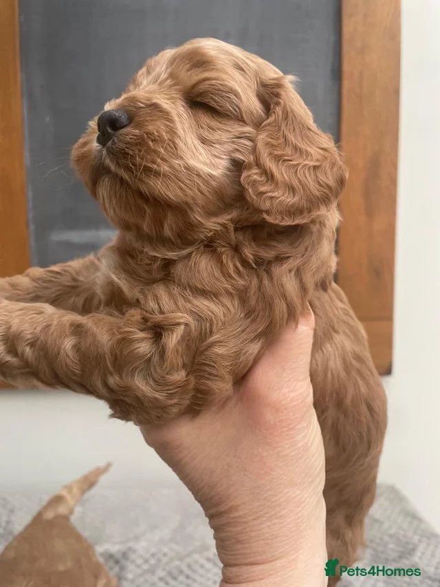 superb cockapoo puppies for sale in Carluke | Pets4Homes