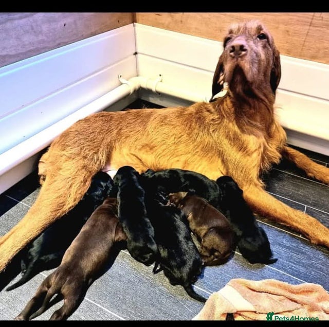 Hungarian Visla x German Pointer Pups for sale in Sunderland | Pets4Homes