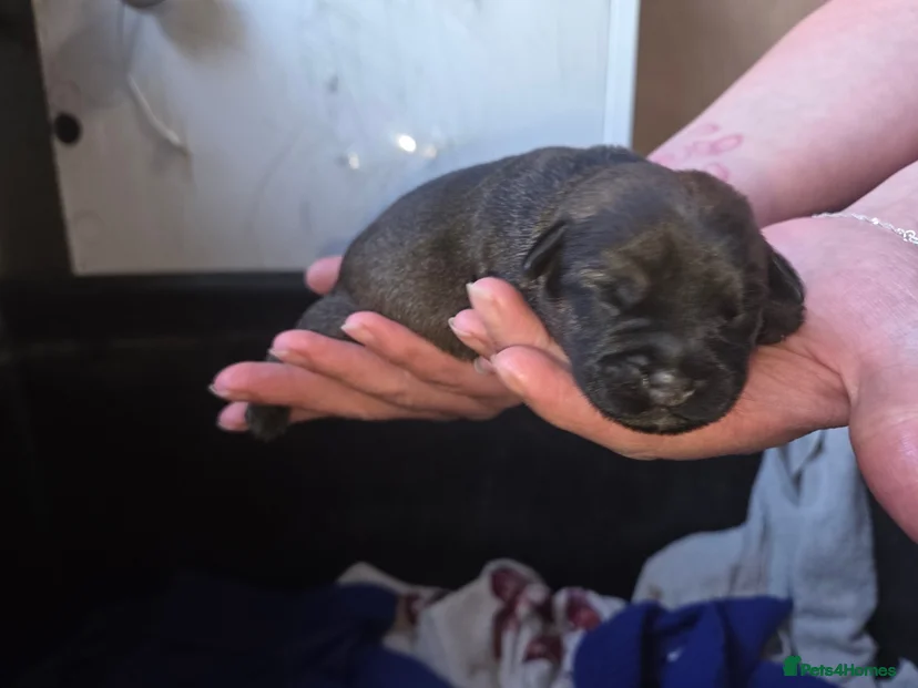Border terrier puppys for sale in Leeds | Pets4Homes