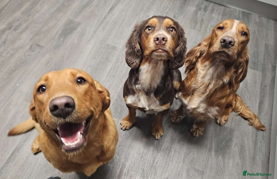 Spaniel Sprocker puppies for sale | Pets4Homes