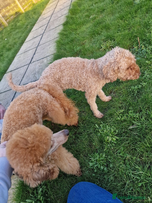 Red Miniature Poodle Puppies 1 BOY 5 GIRLS for sale in Milton Keynes | Pets4Homes