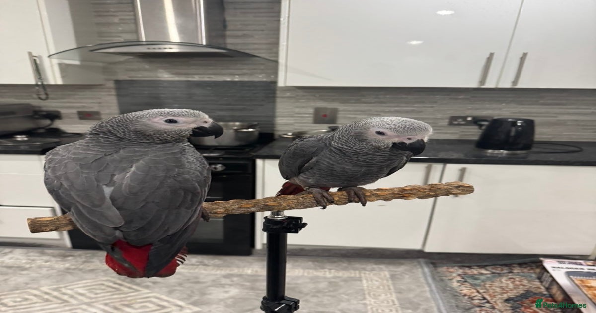 Tame Baby African parrot for sale in Leicester | Pets4Homes