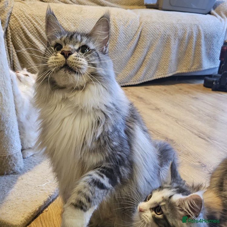 Maine coon Kittens for sale | Pets4Homes