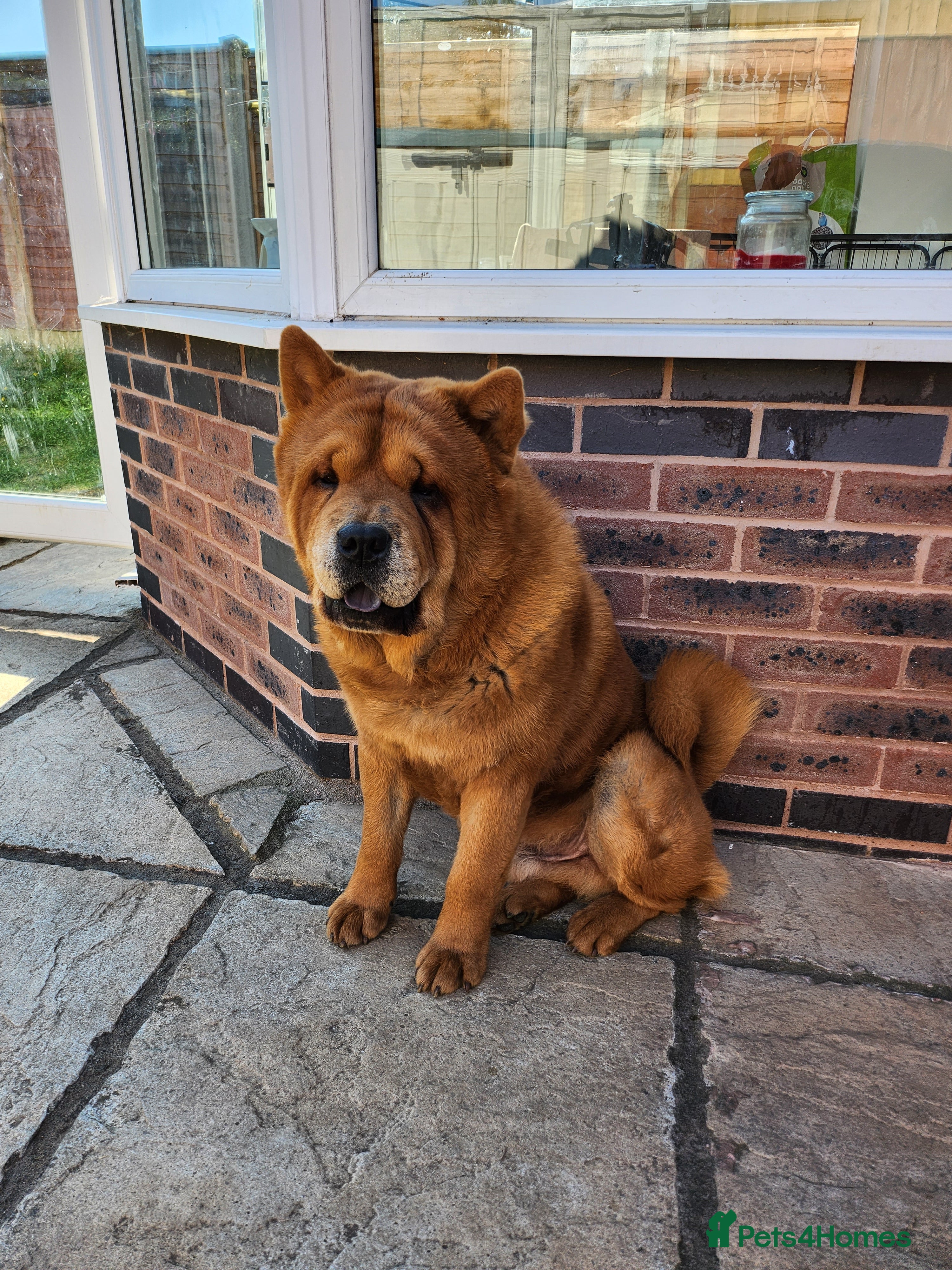 Stunning Smooth Red Chow Chow for Stud for stud in Wolverhampton ...