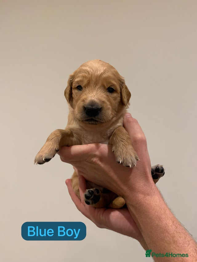 Gorgeous Field Retriever (Golden) Pups for sale in Kirriemuir | Pets4Homes