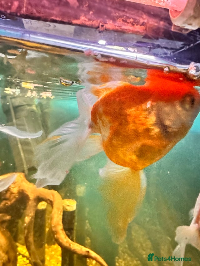 Mix of Fish for sale in Canterbury | Pets4Homes