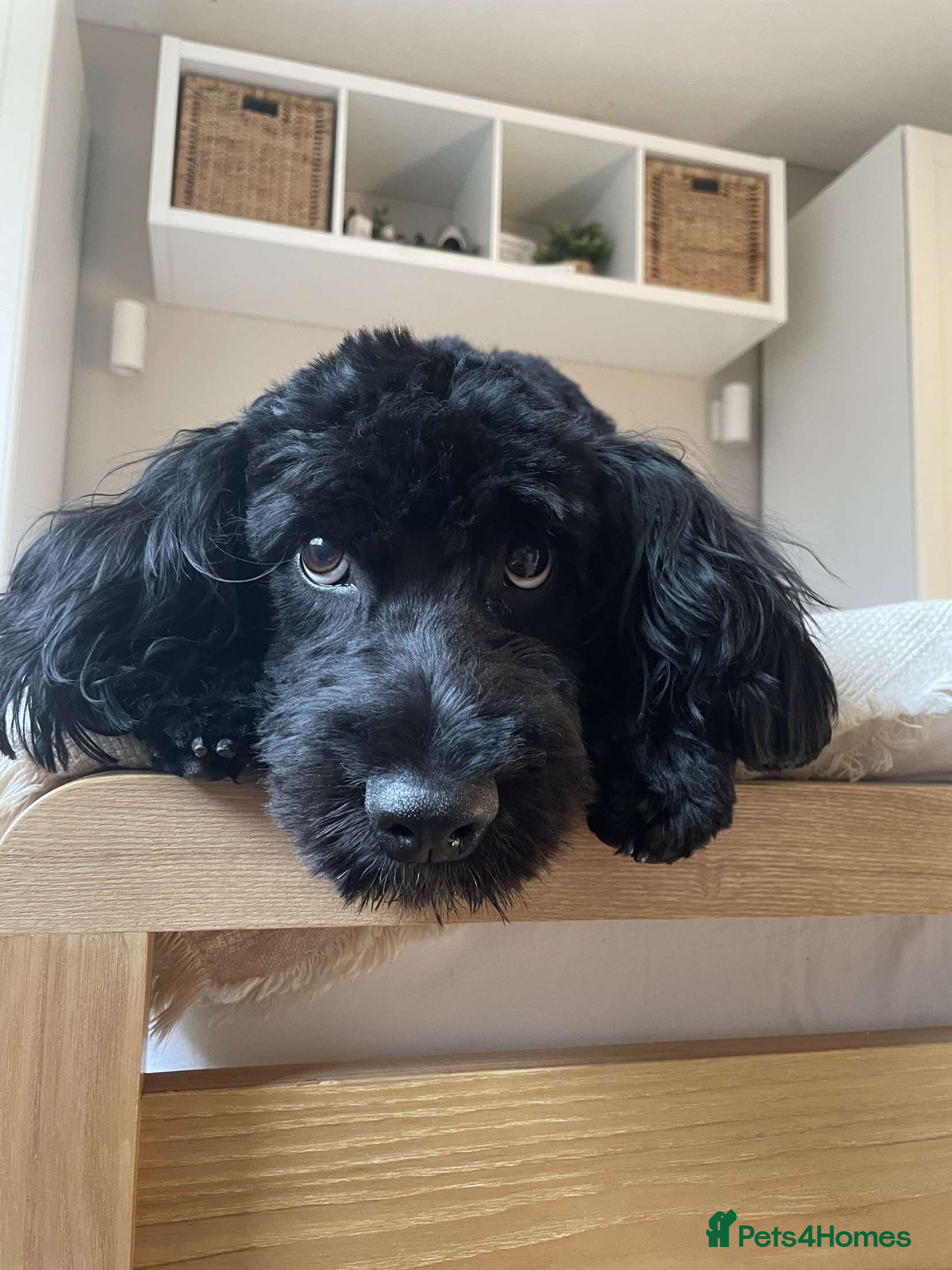 Toby (beanie) cockapoo STUD for stud in Milton Keynes | Pets4Homes