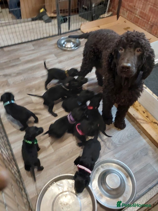 Irish Water Spaniel mum and Fox Red Labrador dad for sale in Doncaster ...