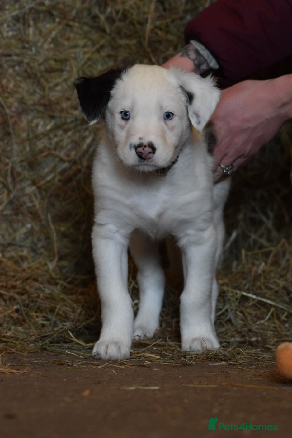 Sprollie Dogs Breed - Information, Temperament, Size & Price | Pets4Homes