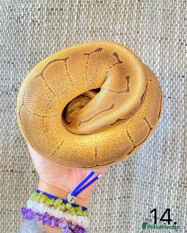 Ball python collection for sale in Sleaford | Pets4Homes