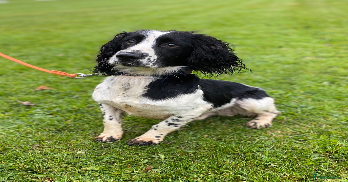 WANTED Springer Spaniels for Detection work for sale in Neston | Pets4Homes