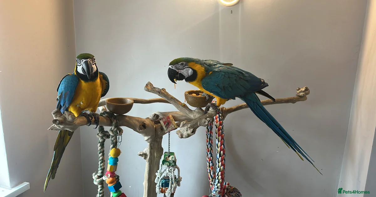 A pair of Blue and gold macaws for sale in Cheltenham | Pets4Homes