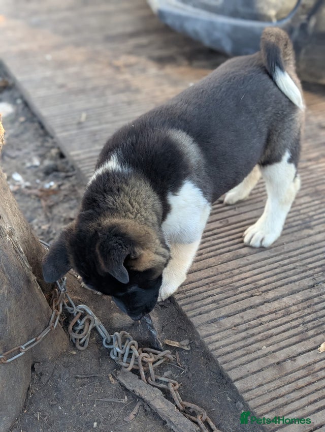 Akita male Puppy for sale in London | Pets4Homes