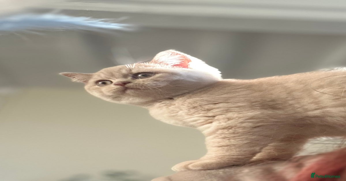 TICA Reg Cream BSH Boy for sale in Derby | Pets4Homes