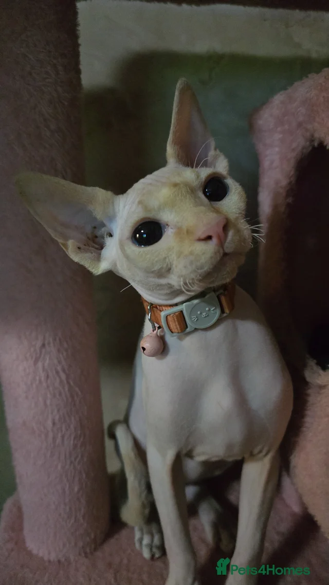 2 sphynx Kittens for sale in Manchester | Pets4Homes