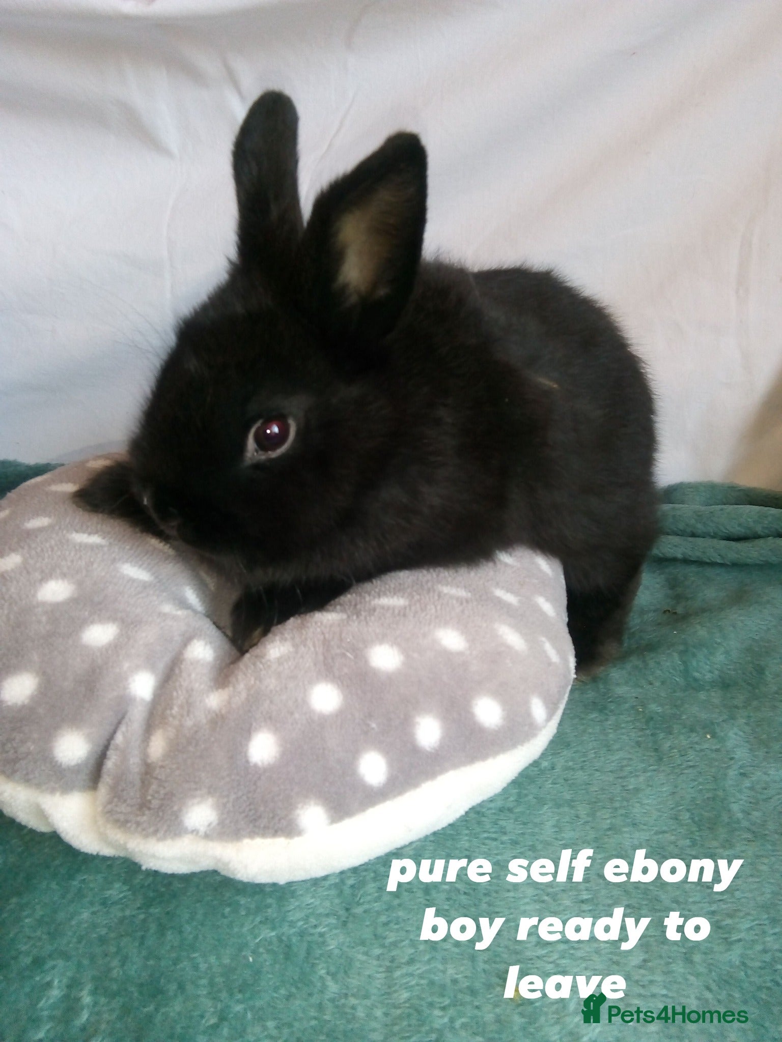 new litter pure netherland dwarf bunnies for sale in Epsom | Pets4Homes