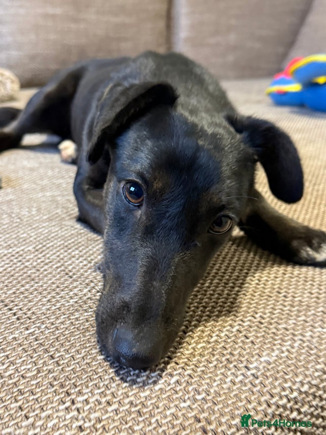 Cute Lolita looking for LOVE for adoption in Salisbury | Pets4Homes