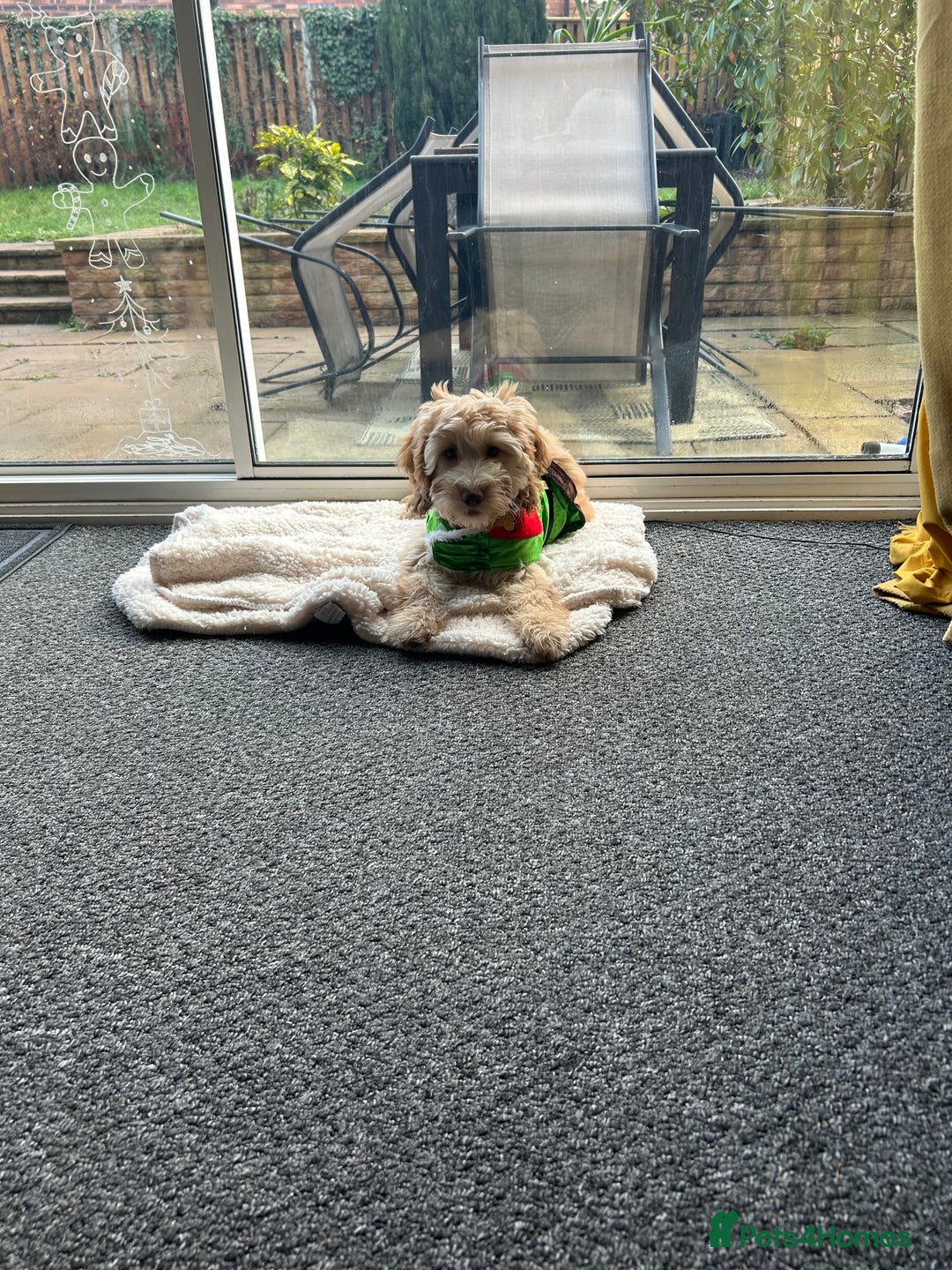 15 week Cockapoo- toilet trained for sale in Nottingham | Pets4Homes